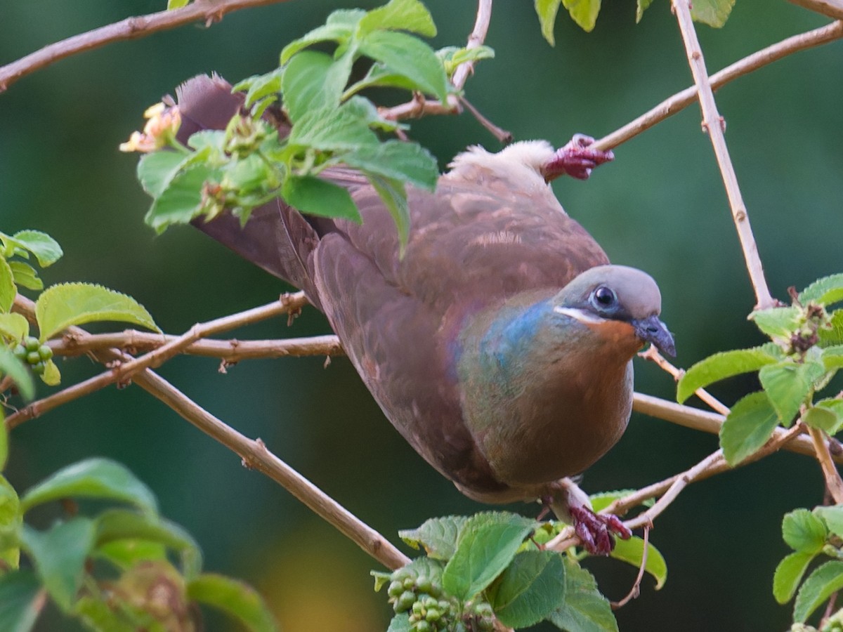 eBird Checklist - 19 Mar 2024 - Subic Bay - 37 species