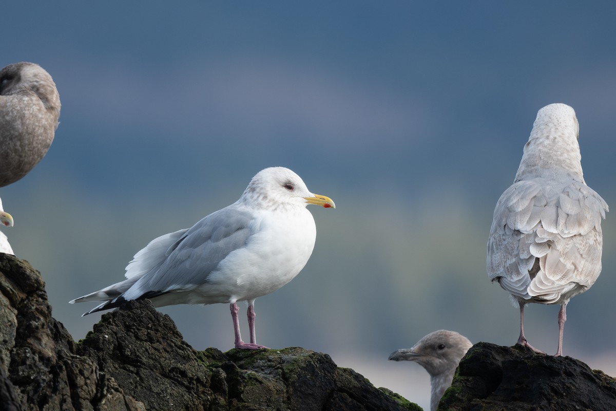 eBird Checklist - 3 Apr 2024 - Head of Nichols Passage - 16 species