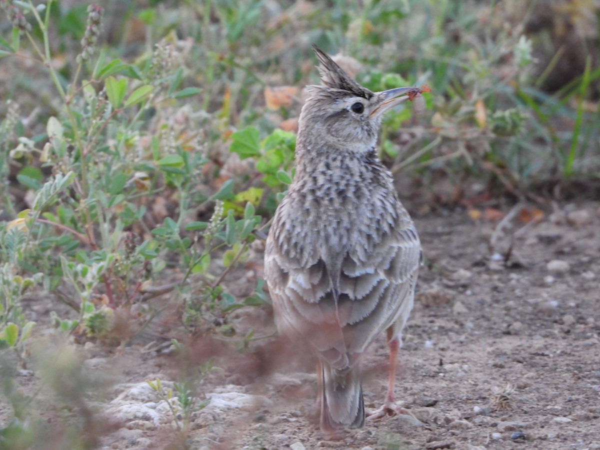 Israel Breeding Bird Atlas Checklist - 5 Apr 2024 - סובב כפר מנחם - 29 ...
