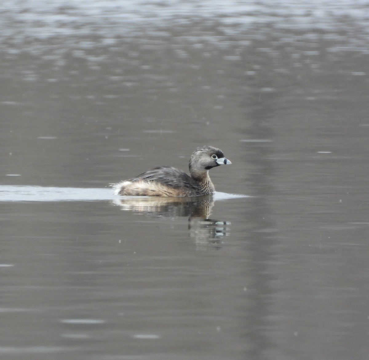eBird Checklist - 4 Apr 2024 - Ackley Lake--boat launch (Calhoun Co ...