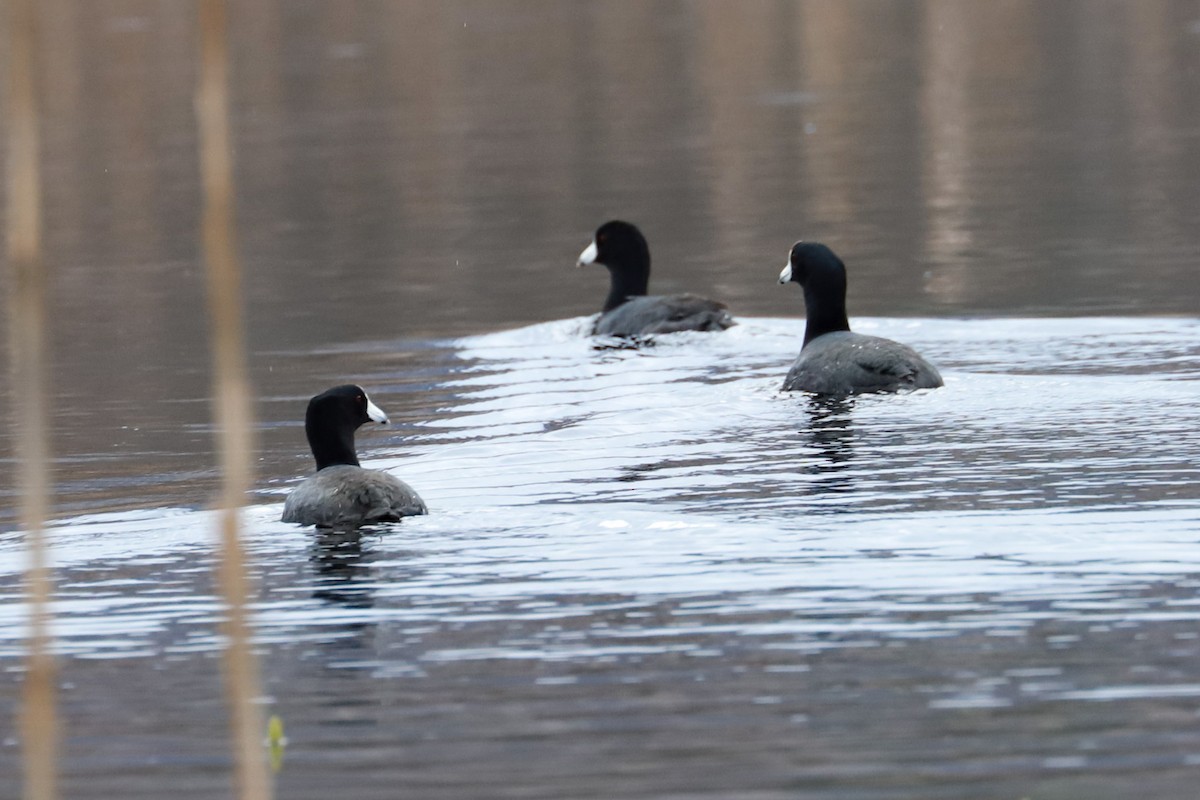 Pennsylvania Bird Atlas Checklist - 4 Apr 2024 - Dreibelbis Birding Area (formerly Julian ...