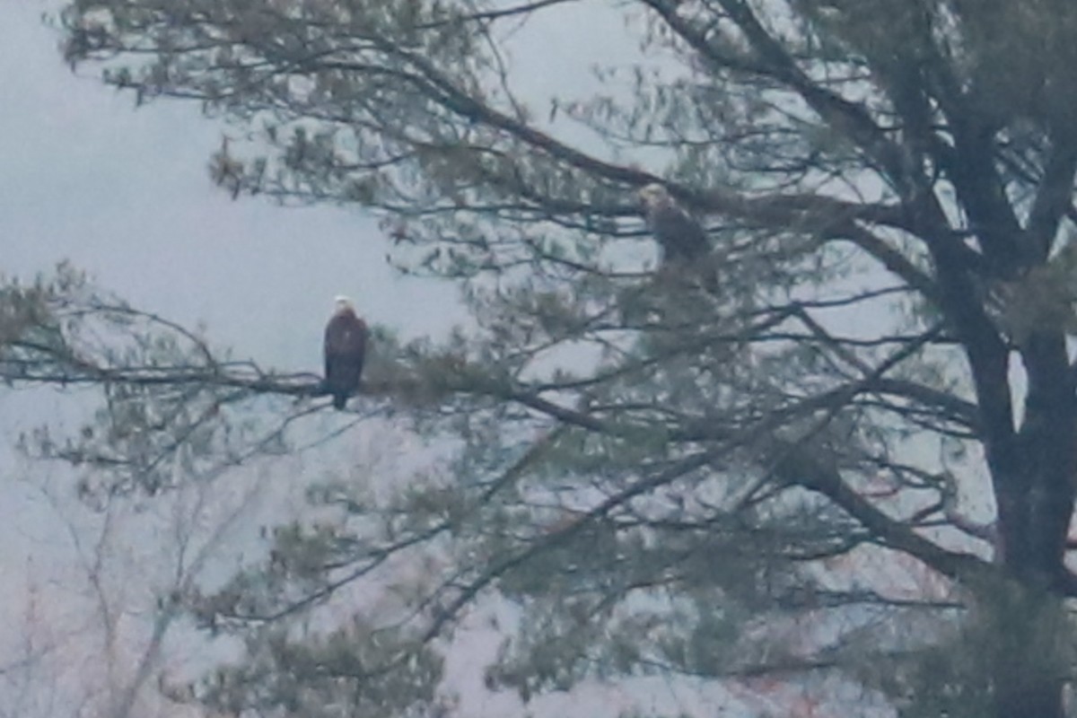 Pennsylvania Bird Atlas Checklist - 4 Apr 2024 - Bald Eagle SP--Marina - 16 species