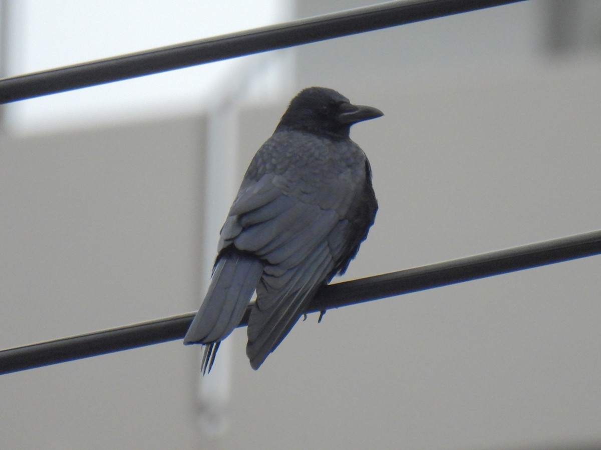 eBird Checklist - 5 Apr 2024 - 浦安市--新浦安駅 (Urayasu--Shin-Urayasu Station ...