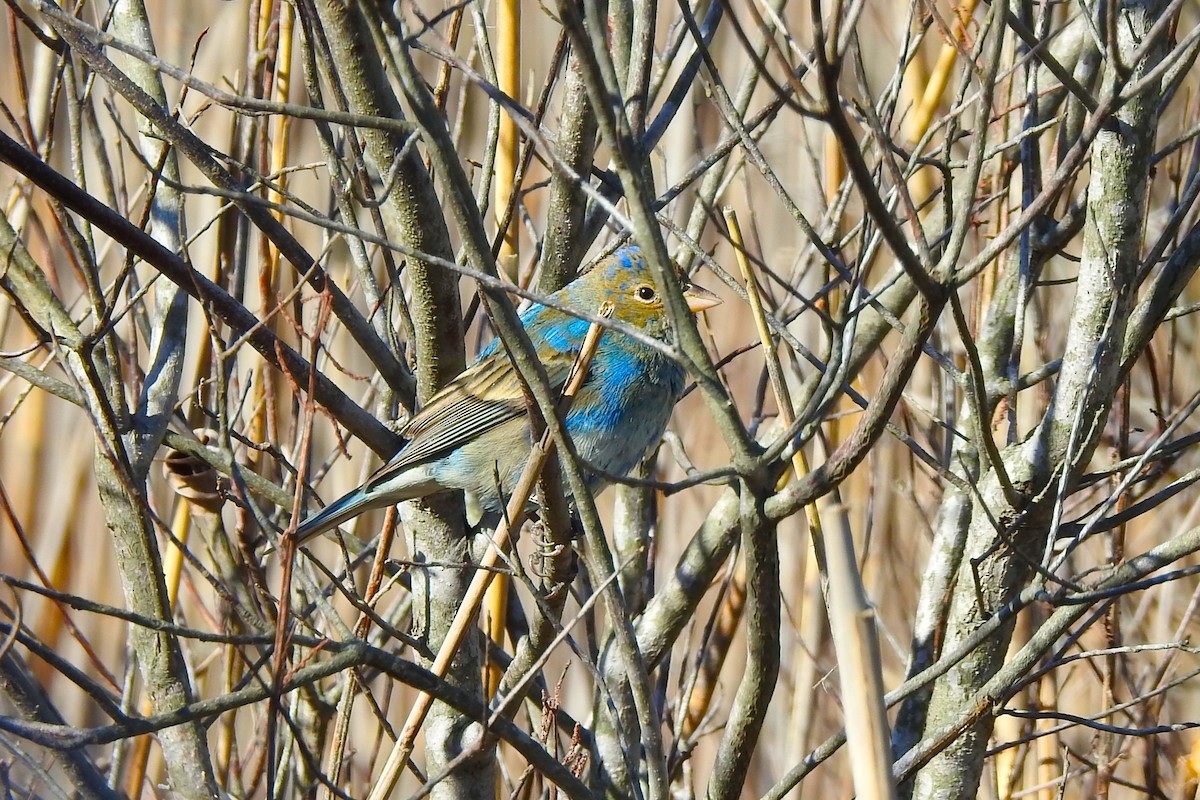 eBird Checklist - 5 Apr 2024 - Back Bay National Wildlife Refuge ...