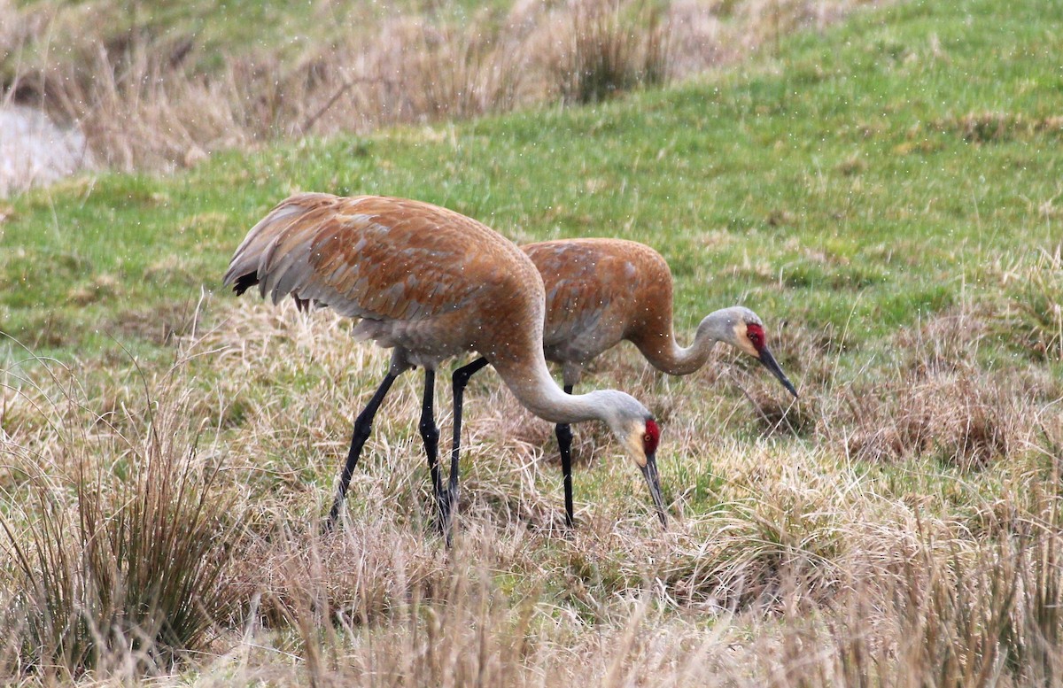 Pennsylvania Bird Atlas Checklist - 5 Apr 2024 - Broadhead Pond - 19 species