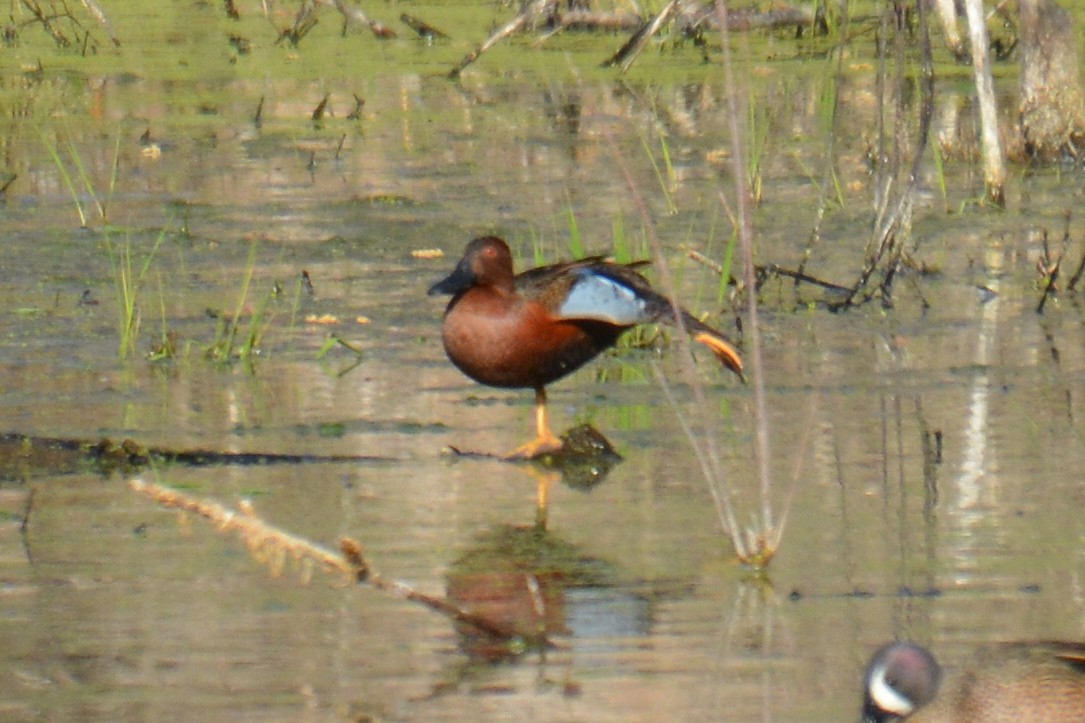 Cinnamon Teal - Spatula cyanoptera - Media Search - Macaulay Library and eBird