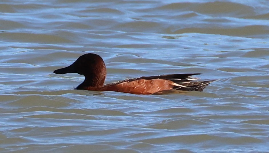 Cinnamon Teal - Spatula cyanoptera - Media Search - Macaulay Library and eBird
