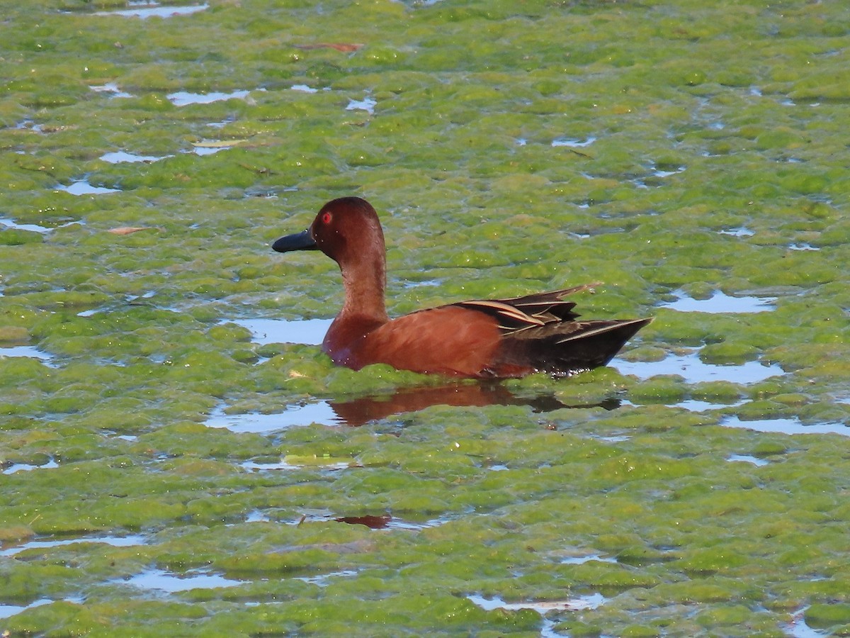 Cinnamon Teal - Spatula cyanoptera - Media Search - Macaulay Library and eBird