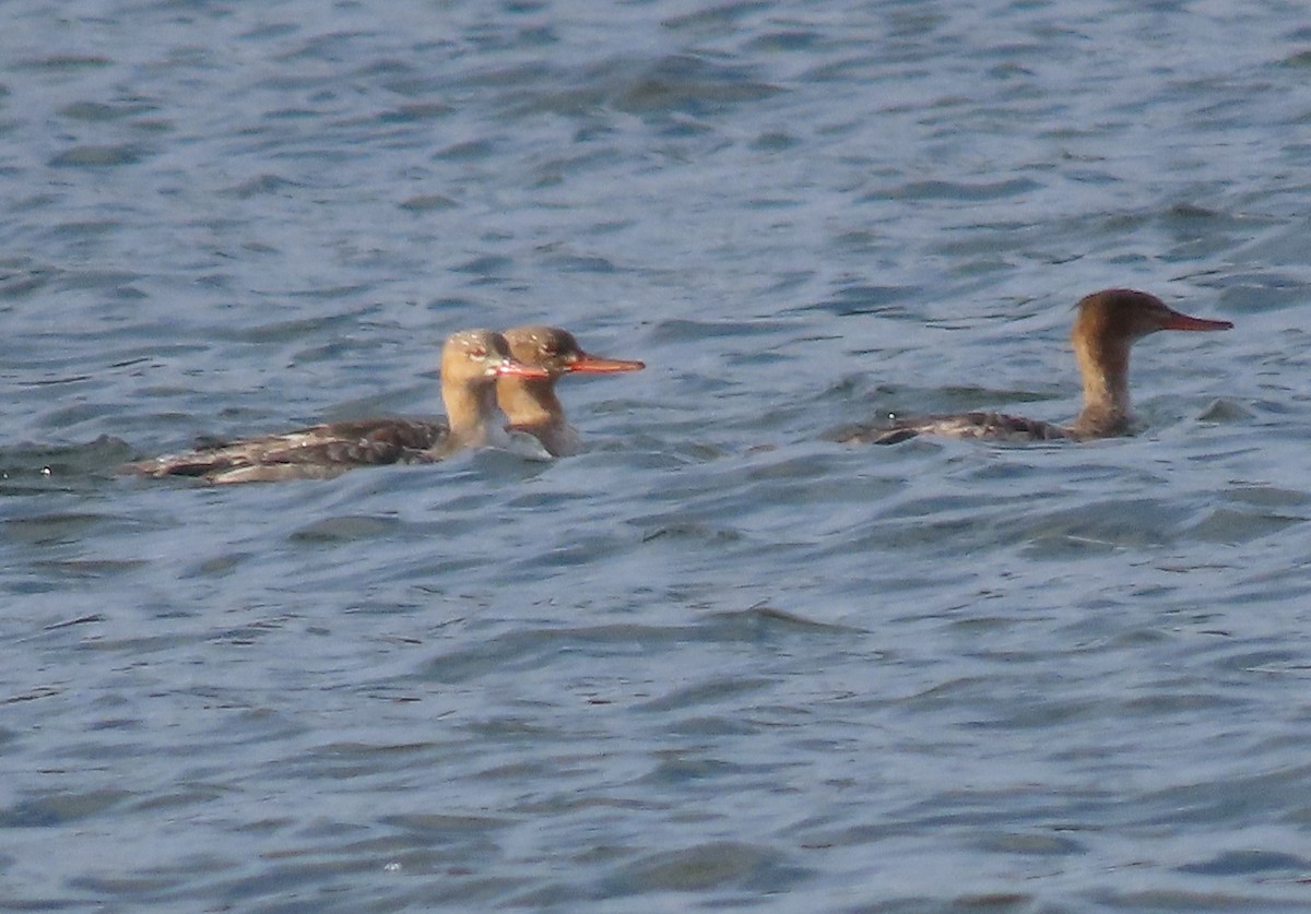 Pennsylvania Bird Atlas Checklist - 5 Apr 2024 - Beltzville SP--Day Use Area - 16 species