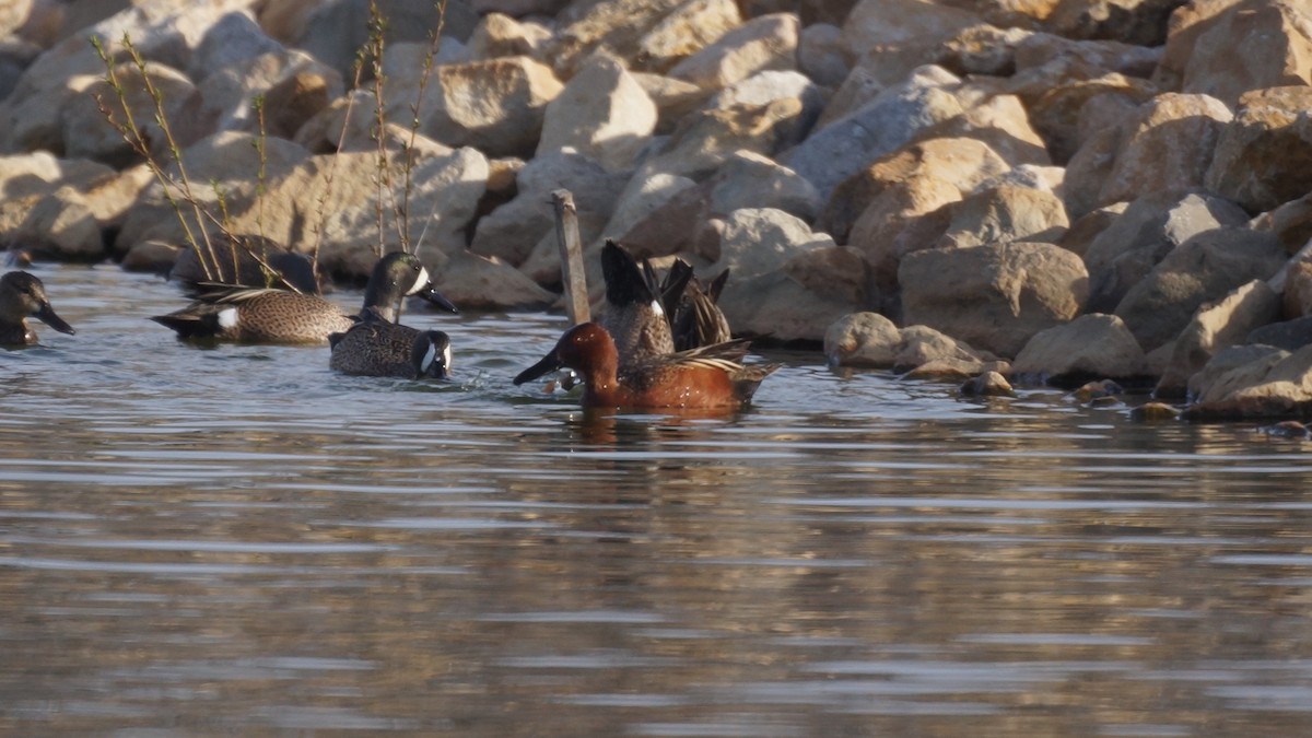 Cinnamon Teal - Spatula cyanoptera - Media Search - Macaulay Library and eBird