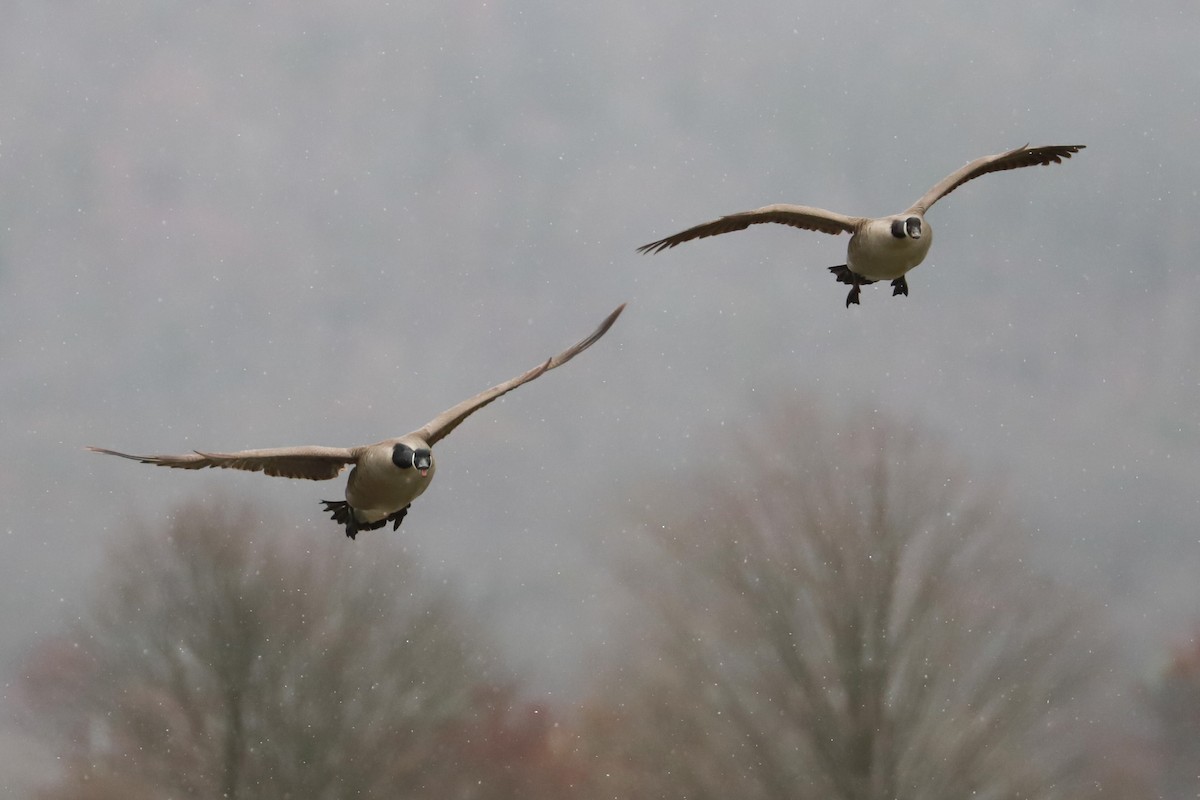 Pennsylvania Bird Atlas Checklist - 5 Apr 2024 - 124 Short Rd, Spring Mills US-PA (40.8112,-77. ...