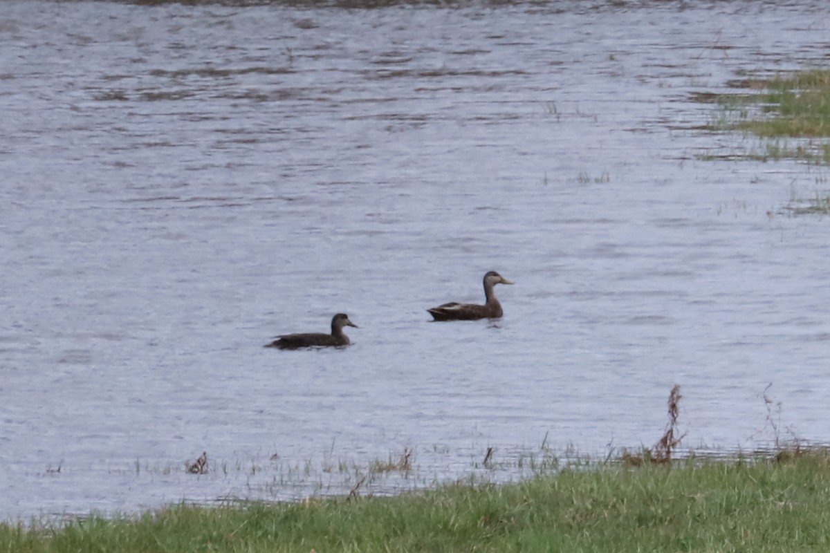 Pennsylvania Bird Atlas Checklist - 5 Apr 2024 - 226 Red Mill Rd, Spring Mills US-PA (40.8032 ...