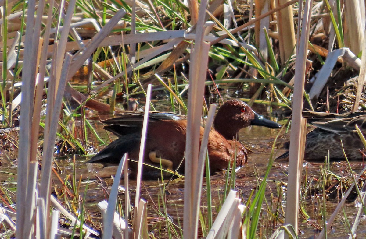 Cinnamon Teal - Spatula cyanoptera - Media Search - Macaulay Library and eBird