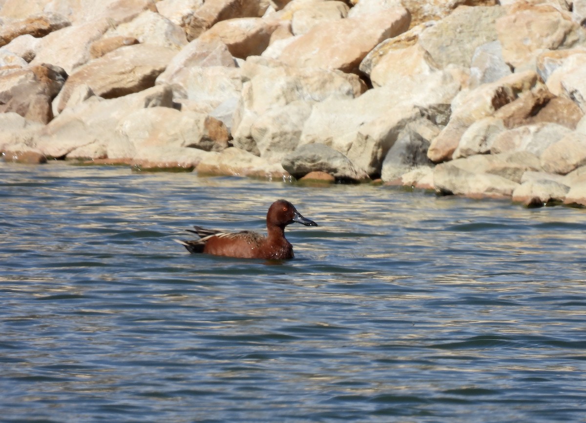 Cinnamon Teal - Spatula cyanoptera - Media Search - Macaulay Library and eBird