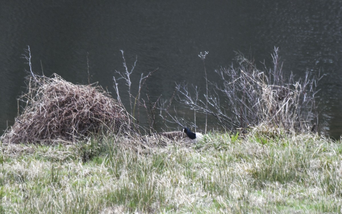 Pennsylvania Bird Atlas Checklist - 31 Mar 2024 - Hamilton Rd. - 10 species