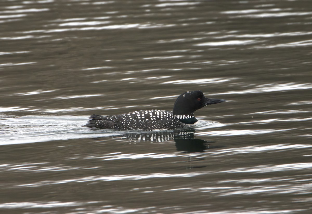eBird Checklist - 5 Apr 2024 - Merrill Creek Reservoir--Scotts Mountain ...