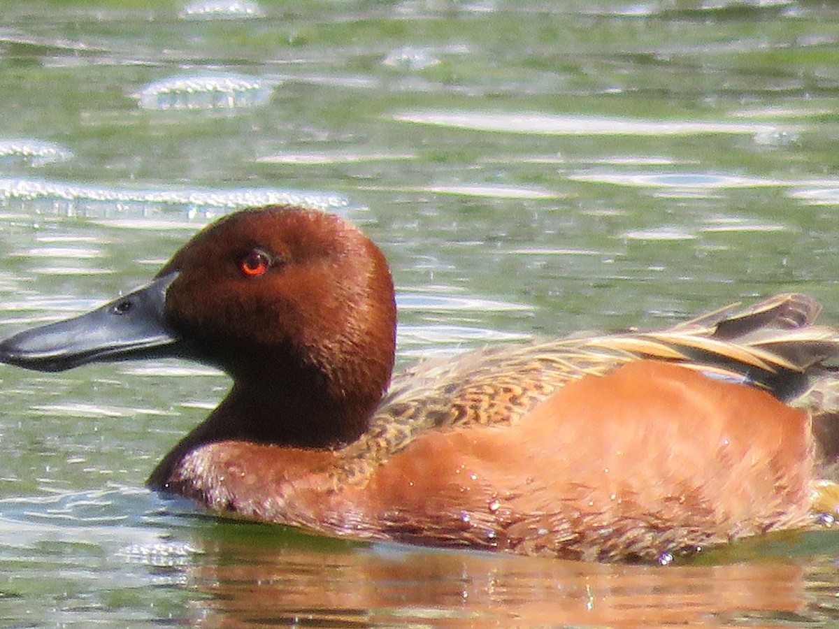 Cinnamon Teal - Spatula cyanoptera - Media Search - Macaulay Library and eBird