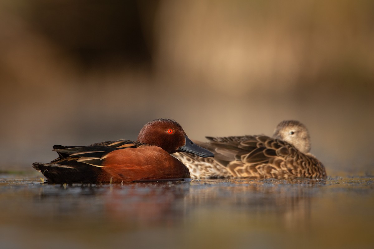 Cinnamon Teal - Spatula cyanoptera - Media Search - Macaulay Library and eBird