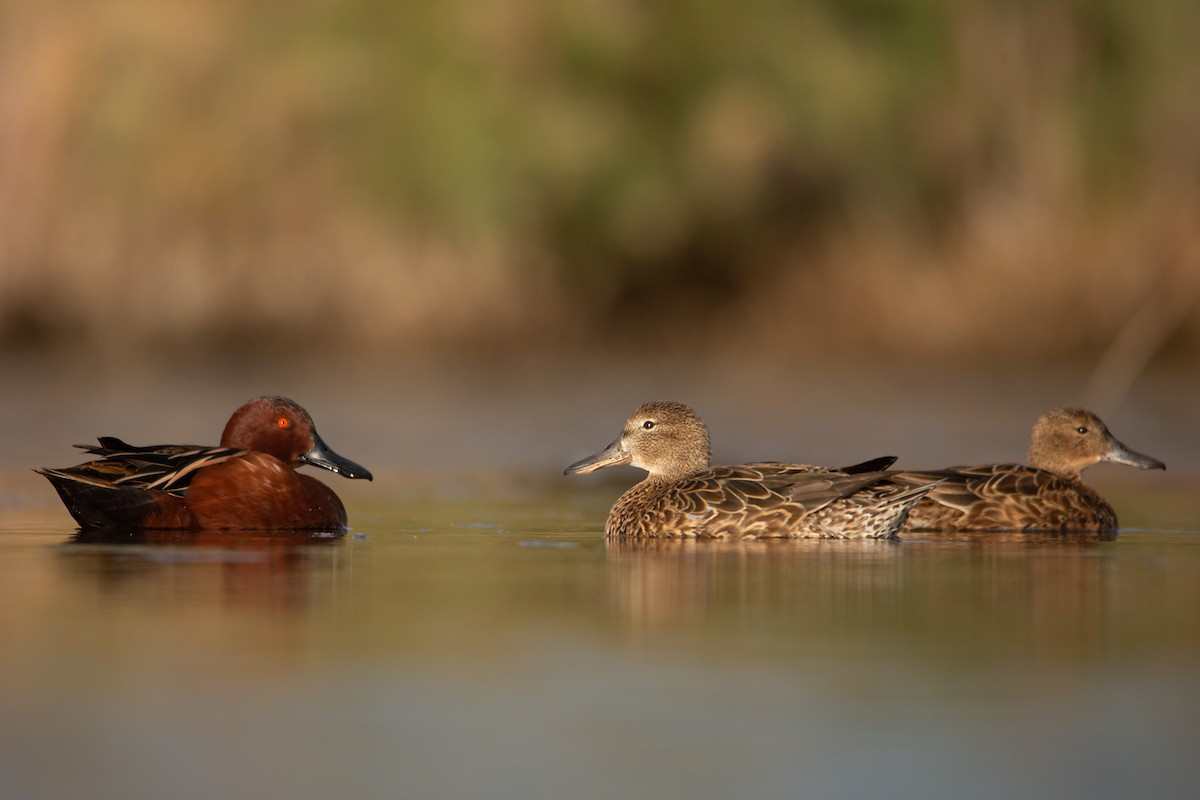 Cinnamon Teal - Spatula cyanoptera - Media Search - Macaulay Library and eBird