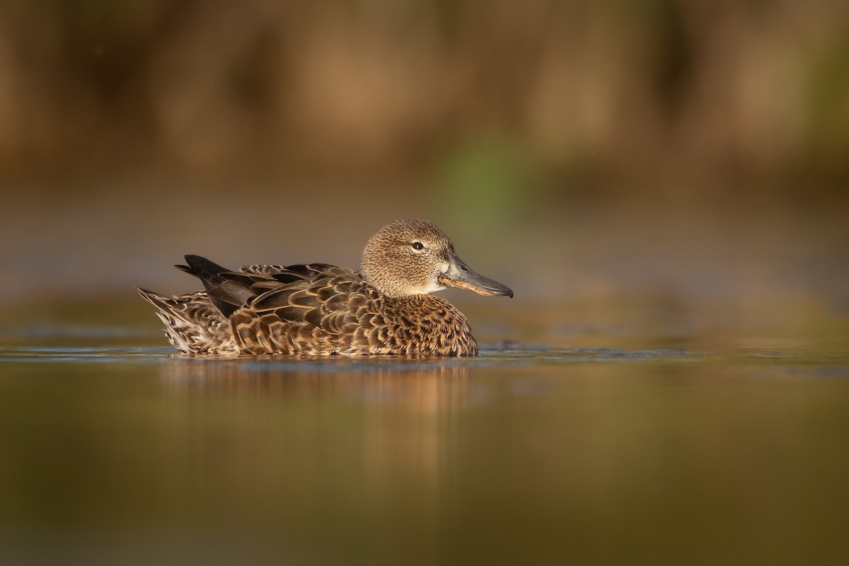 Cinnamon Teal - Spatula cyanoptera - Media Search - Macaulay Library and eBird