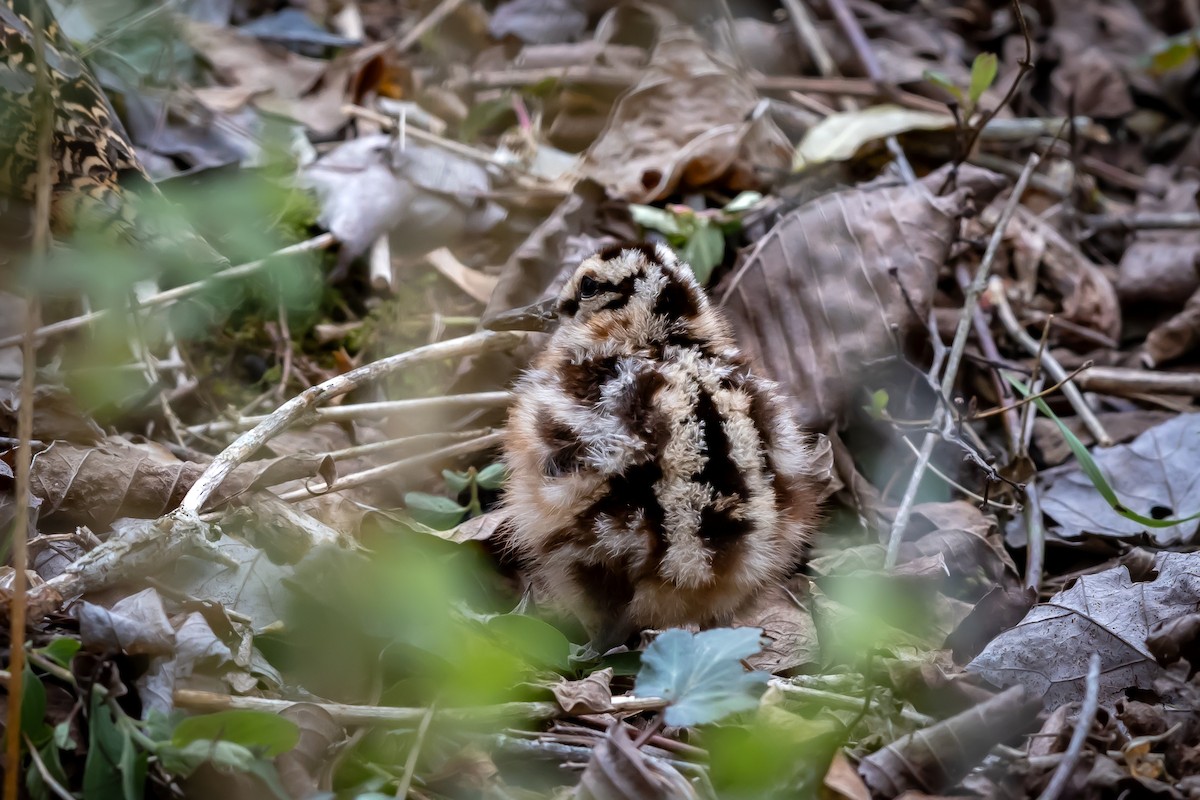 eBird Checklist - 5 Apr 2024 - Perry State Forest - 11 species