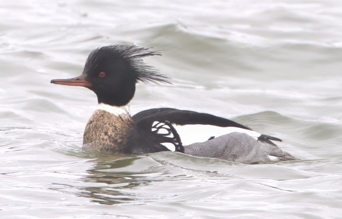 eBird Checklist - 5 Apr 2024 - Lisle Park & Keibel Rd. - 44 species