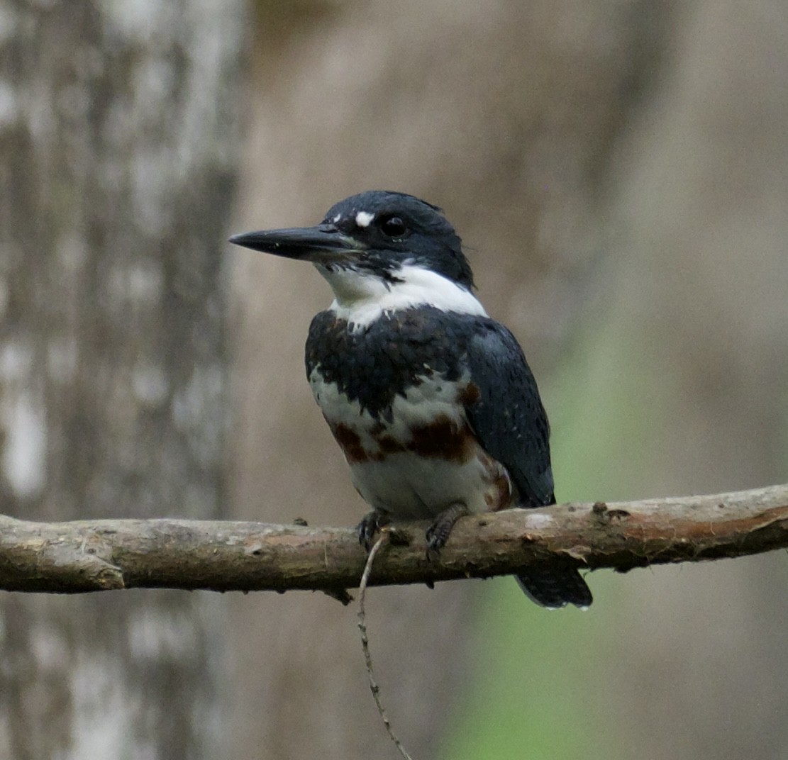 eBird Checklist - 2 Apr 2024 - Paulks Pasture WMA - 42 species