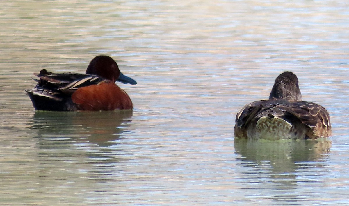 Cinnamon Teal - Spatula cyanoptera - Media Search - Macaulay Library and eBird