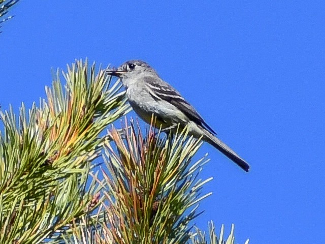 eBird Checklist - 16 Jul 2022 - Rocky Mountain NP--Timber Creek ...