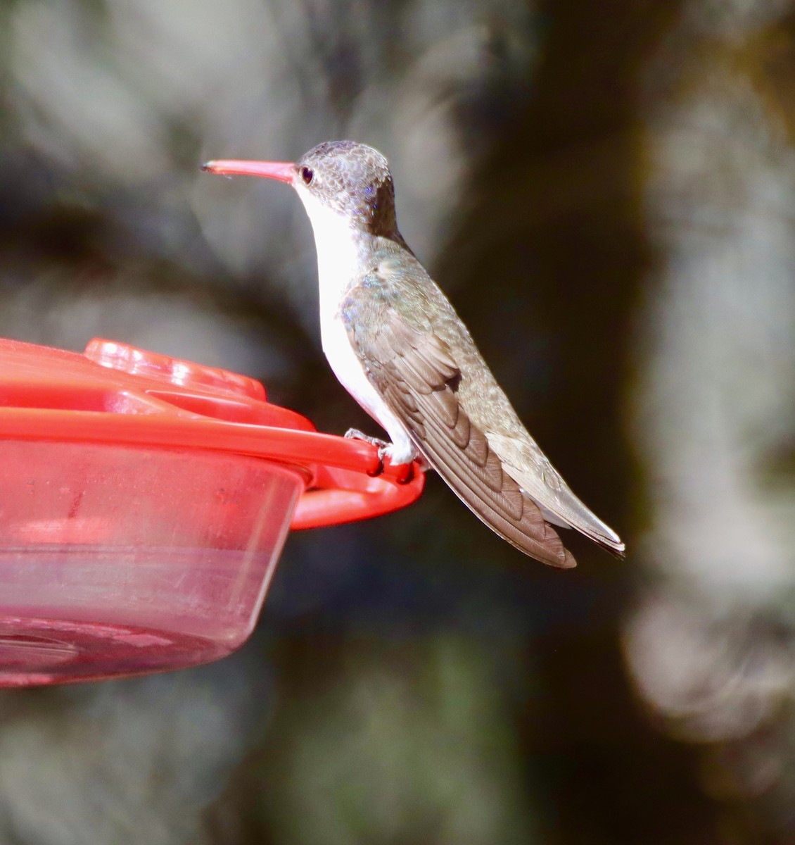 eBird Checklist - 5 Apr 2024 - Paton Center for Hummingbirds (Patons' Yard) - 8 species