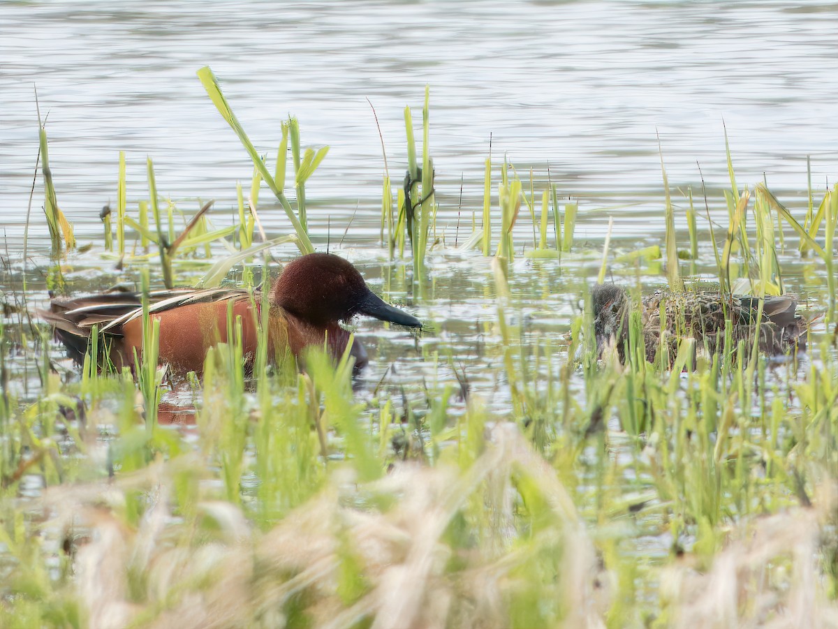 Cinnamon Teal - Spatula cyanoptera - Media Search - Macaulay Library and eBird