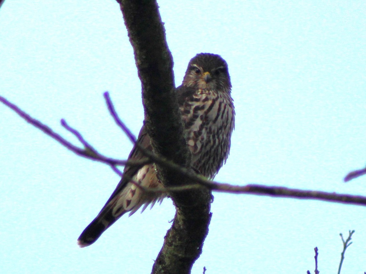 eBird Checklist - 5 Apr 2024 - Donaldson Park - 25 species