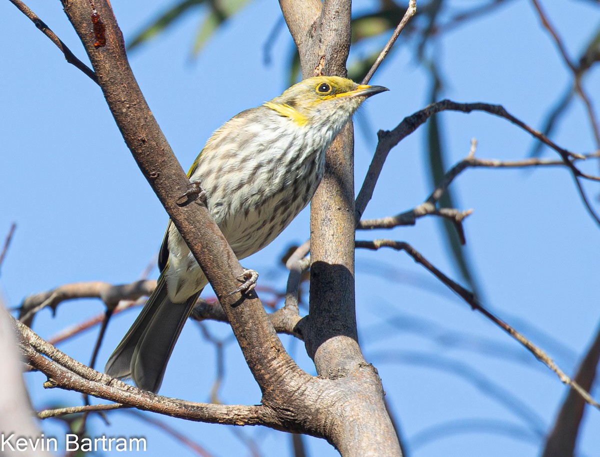 eBird Checklist - 22 Mar 2024 - Greater Bendigo National Park ...