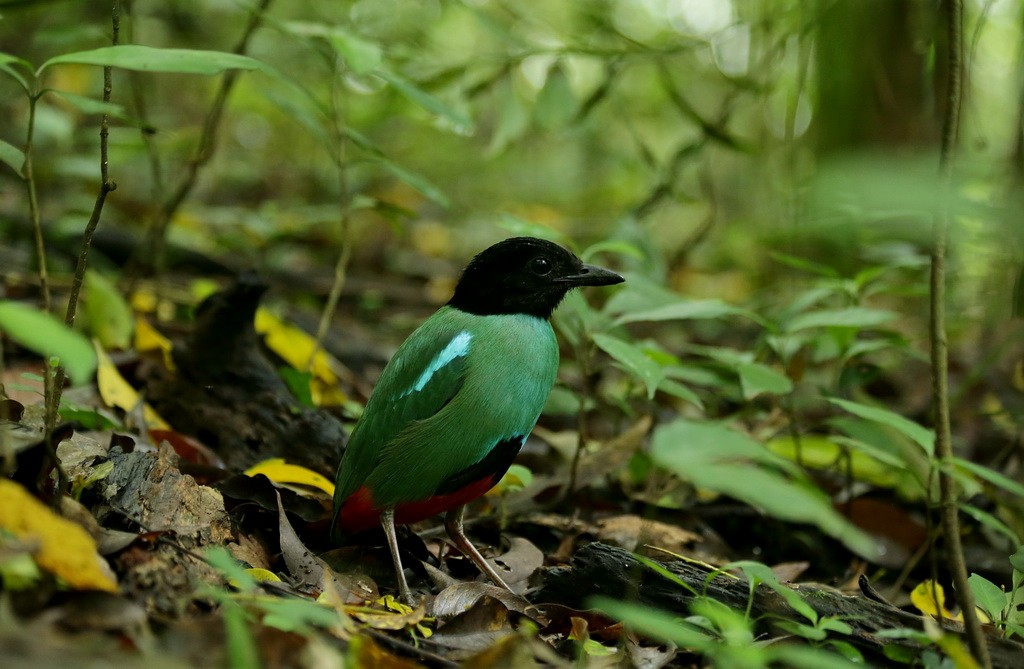 Minahasa Hooded Pitta - Pitta forsteni - Birds of the World