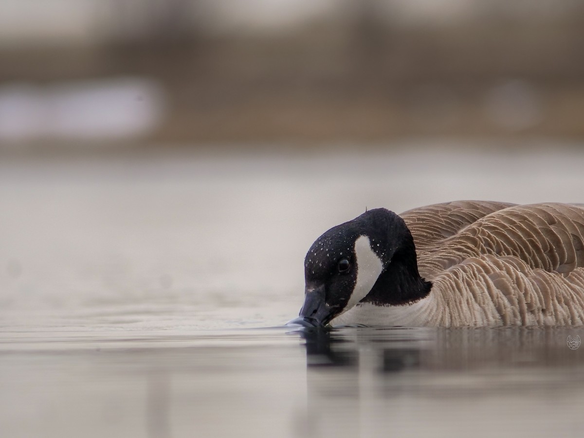 eBird Checklist - 3 Apr 2024 - Medicine Hat - South Boundary Road - 6 ...