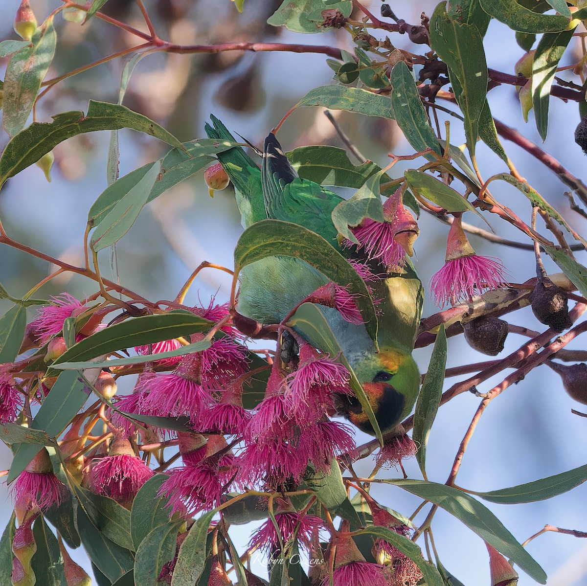 eBird Checklist - 4 Apr 2024 - Cussen Park - 18 species