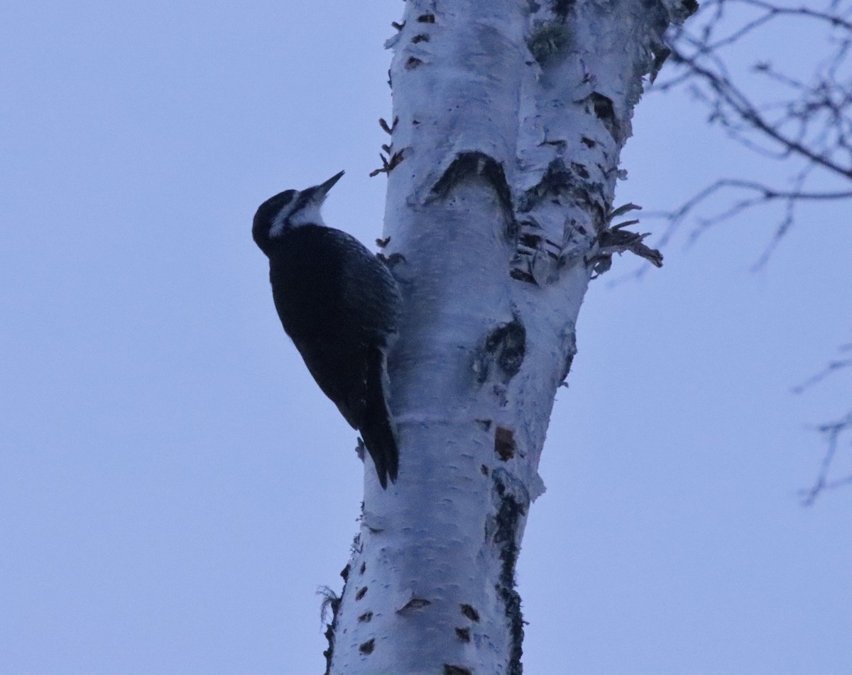 Alaska eBird Checklist - 5 Apr 2024 - Creamer's Field MWR - 6 species