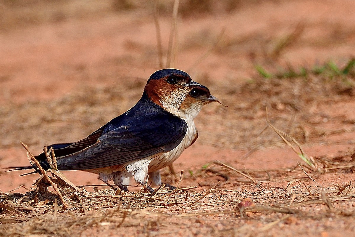 Red-rumped Swallow - Cecropis daurica - Media Search - Macaulay Library ...