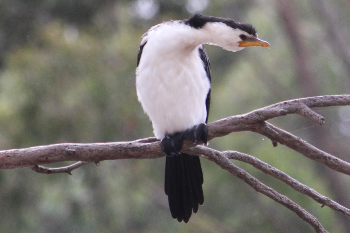 eBird Checklist - 6 Apr 2024 - Northern Memorial Park - 27 species
