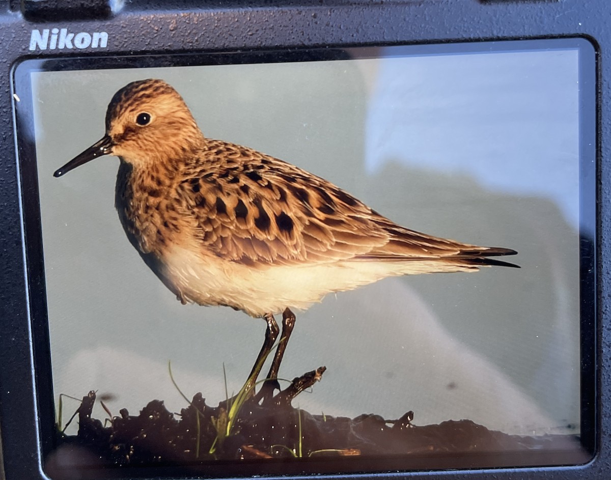 eBird Checklist - 6 Apr 2024 - Watermelon Pond area (Please consider ...