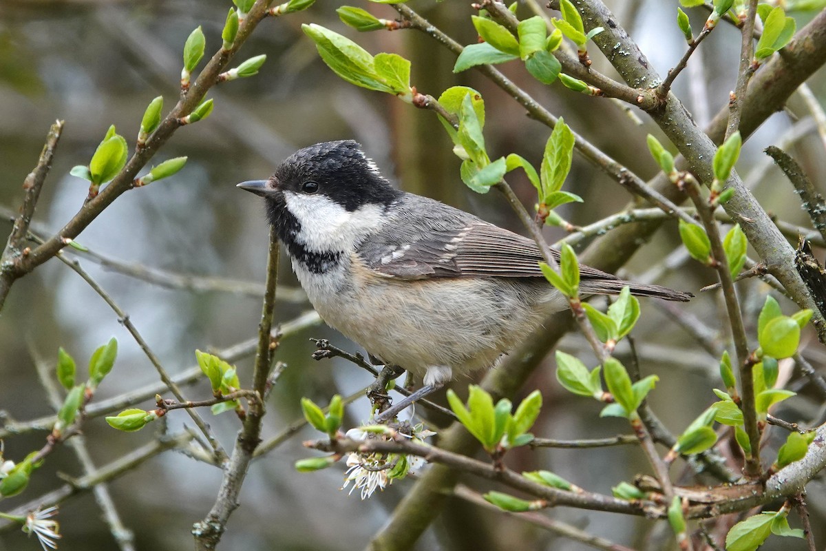 eBird Checklist - 6 Apr 2024 - Chadkirk Country Estate LNR - 25 species