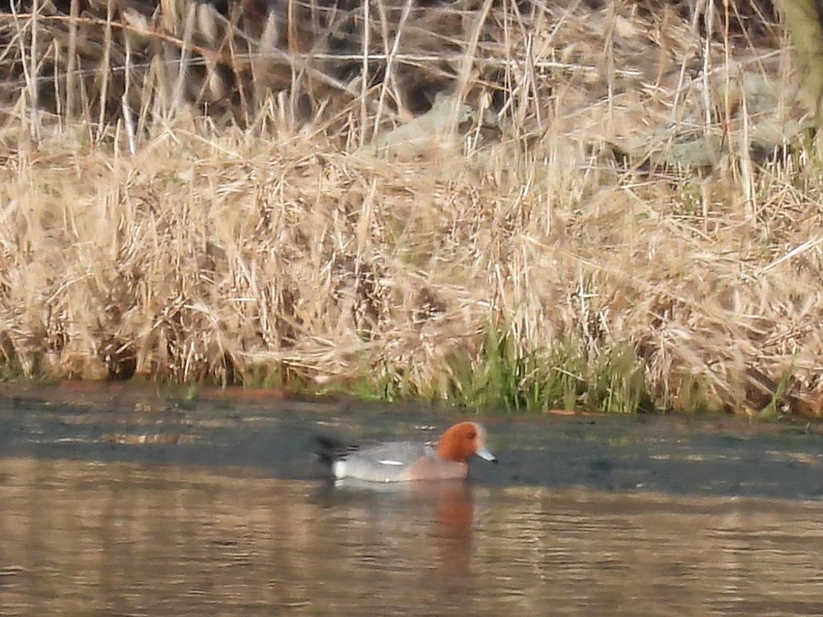 eBird Checklist - 6 Apr 2024 - 9365 Bass Dr, Allendale US-MI 42.99600 ...