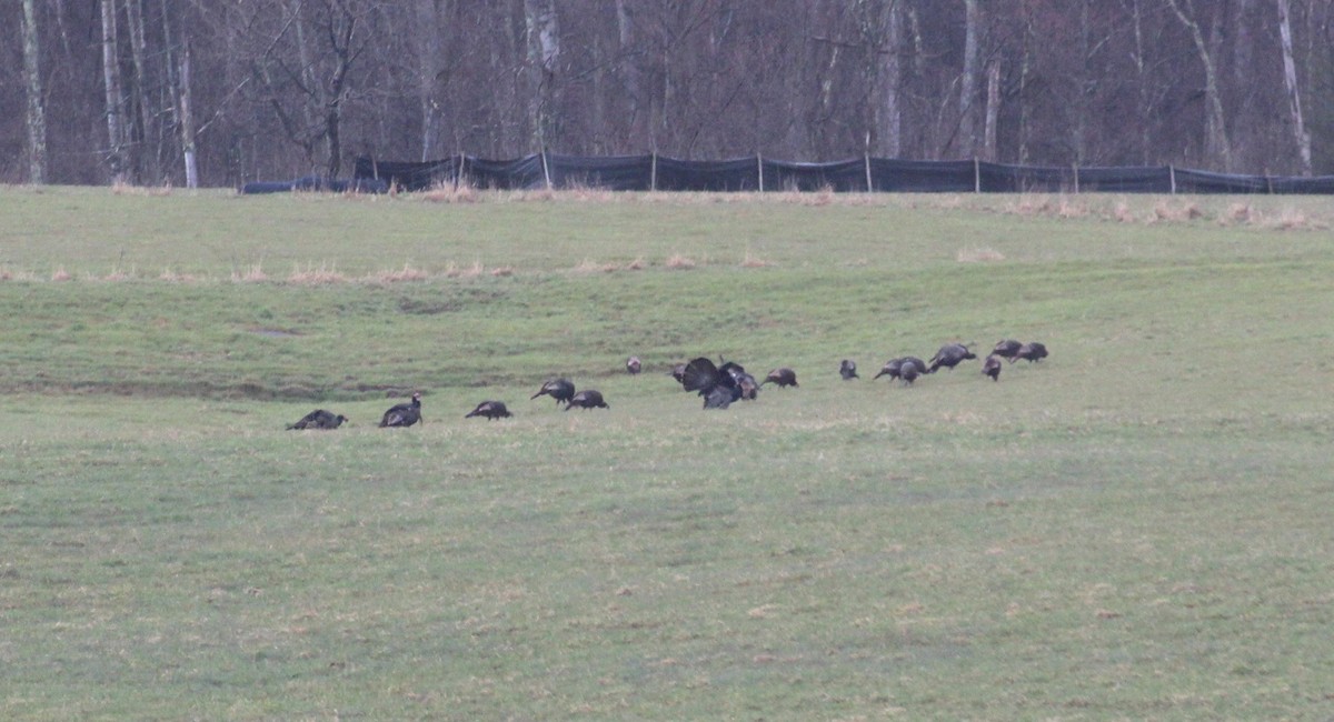 Pennsylvania Bird Atlas Checklist - 6 Apr 2024 - 35–199 Little Elk Lake Rd, Montrose US-PA 41. ...