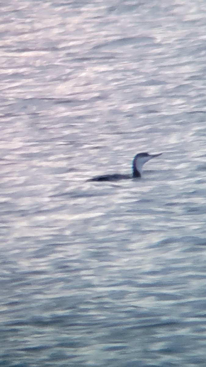 Pennsylvania Bird Atlas Checklist - 6 Apr 2024 - Montour Preserve - 31 species