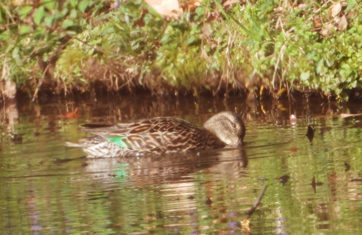 eBird Checklist - 6 Apr 2024 - Daniels Run Park - 28 species