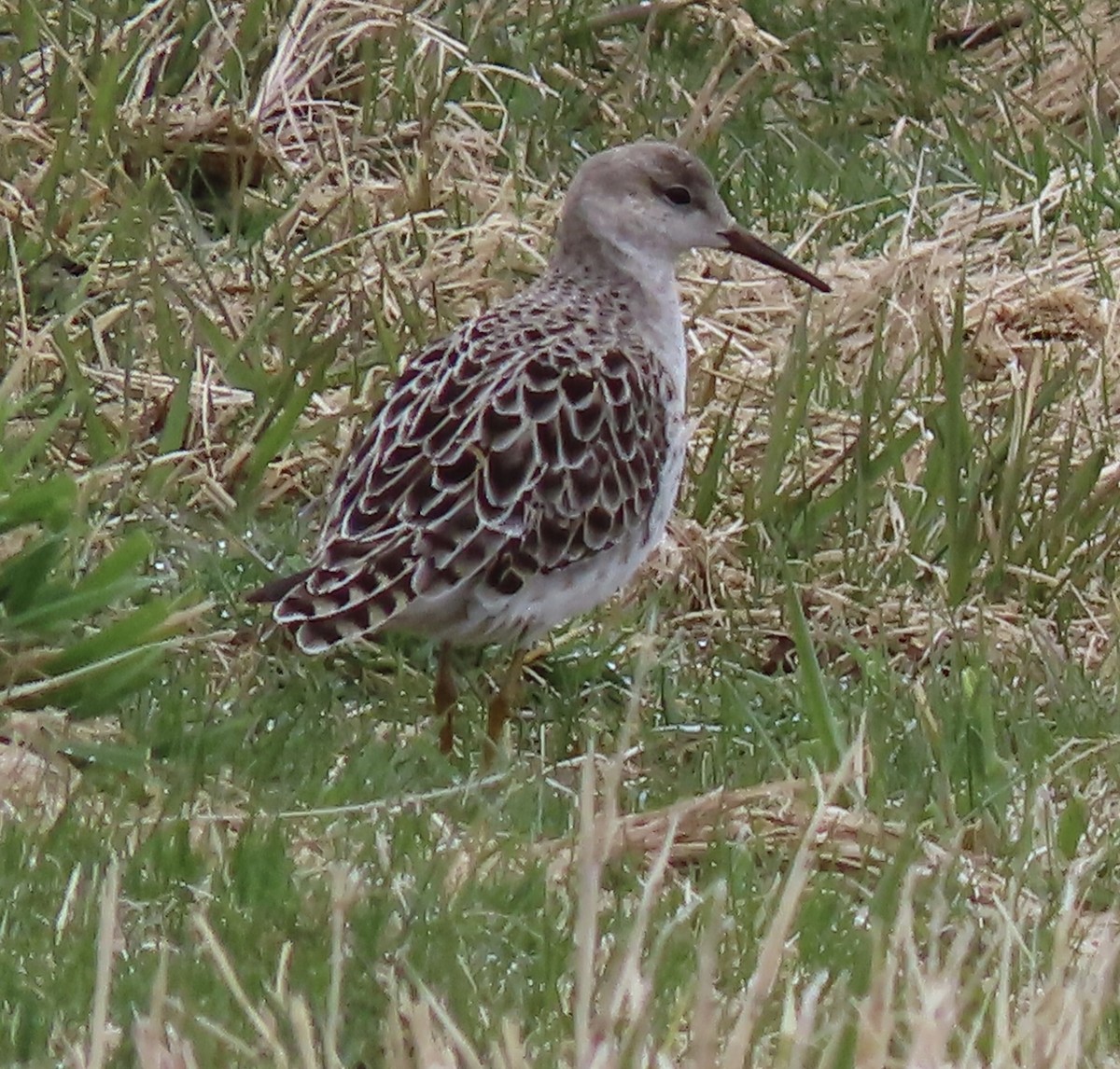 eBird Checklist - 6 Apr 2024 - Daniel Webster Wildlife Sanctuary (Mass ...