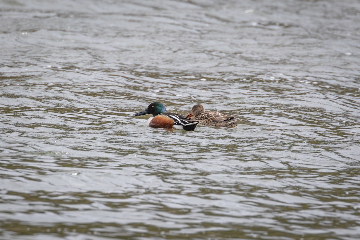 eBird Checklist - 6 Apr 2024 - Round Valley Recreation Area - 52 ...