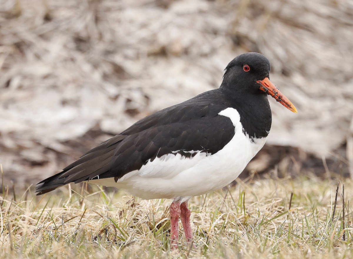 eBird Checklist - 5 Apr 2024 - St. John's--downtown area - 7 species