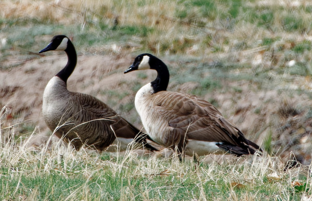 eBird Checklist - 5 Apr 2024 - Rio Grande Valley SP--Bosque Trails West ...