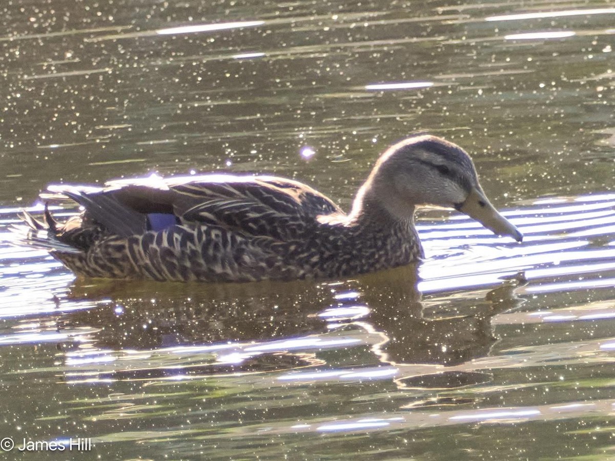 ML616994594 - Mottled Duck - Macaulay Library